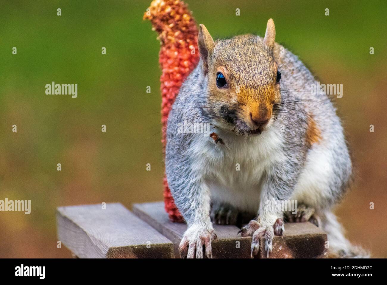 Picnic table squirrel feeder hi-res stock photography and images - Alamy