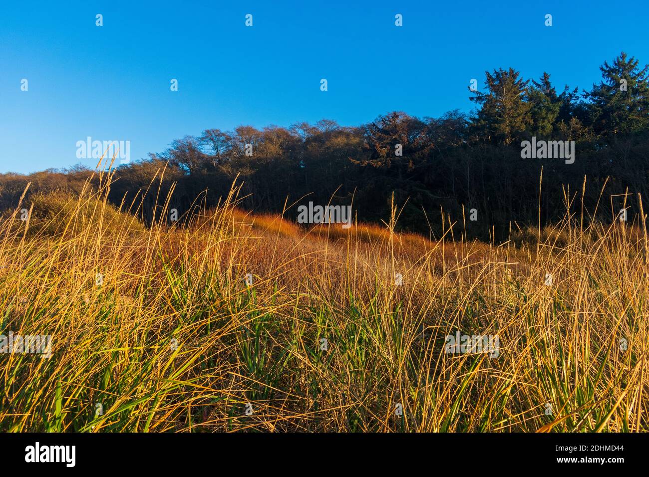 Forest bushes during light hi-res stock photography and images - Alamy