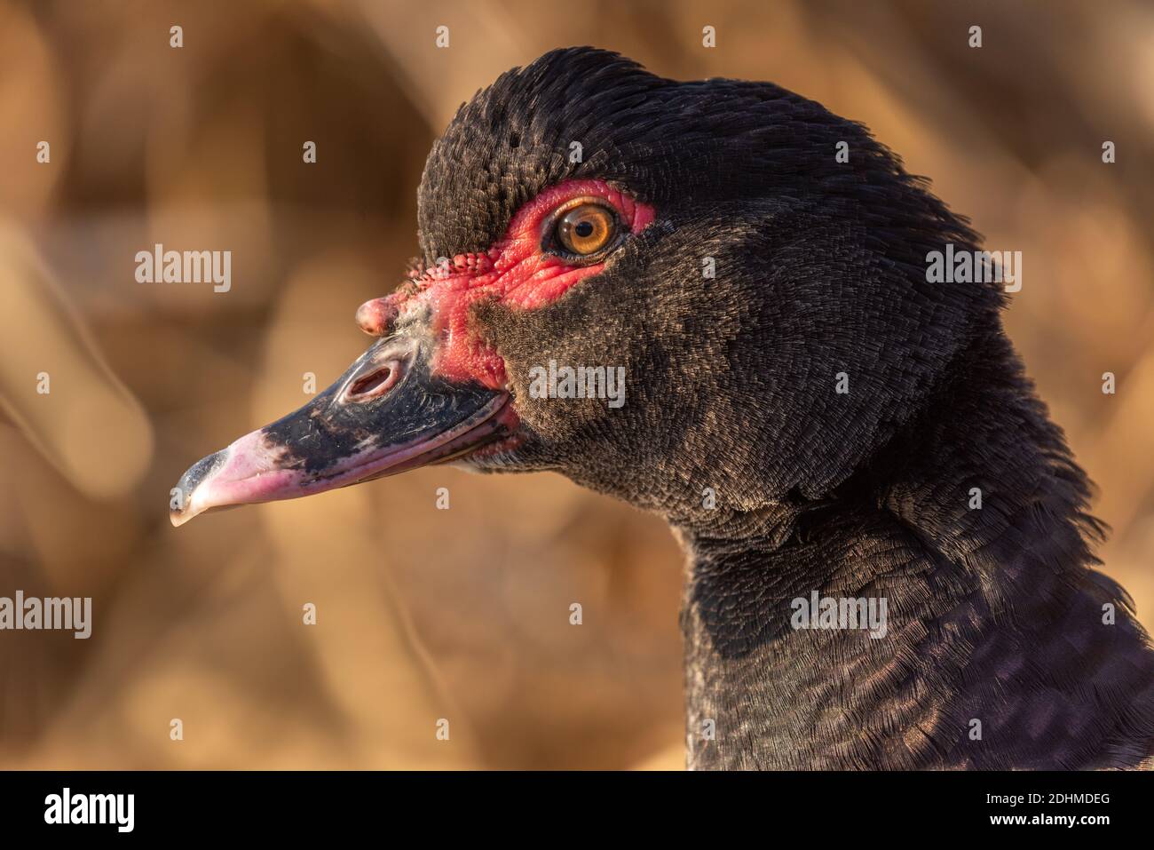 A portrait of a muscovy duck, a species of Geese also known as barbary ...