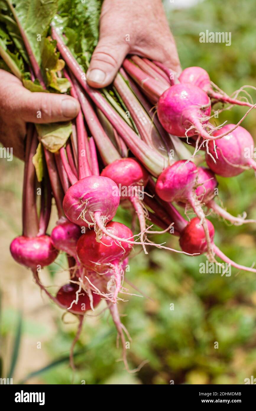 Alabama Mt. Mount Laurel Grow Farm organic farming,hands holding ...