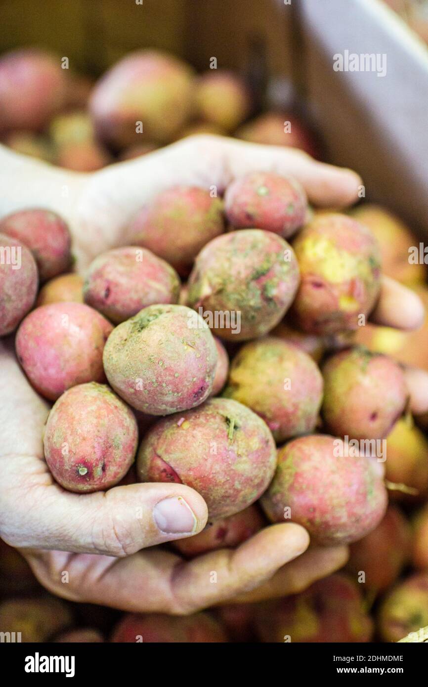 Alabama Mt. Mount Laurel Grow Farm organic farming,hands holding new ...