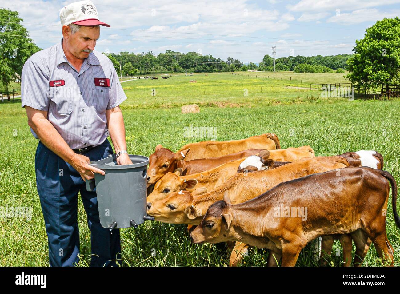 Alabama Alexandria Wright Dairy farm calves cows pasture,wholesale ...