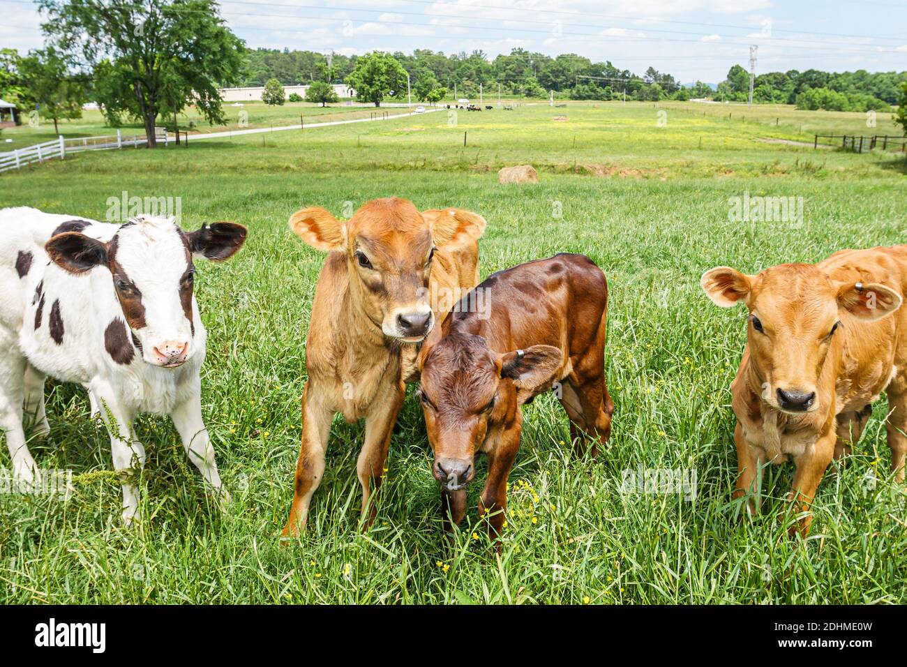 Alabama alexandria hi-res stock photography and images - Alamy