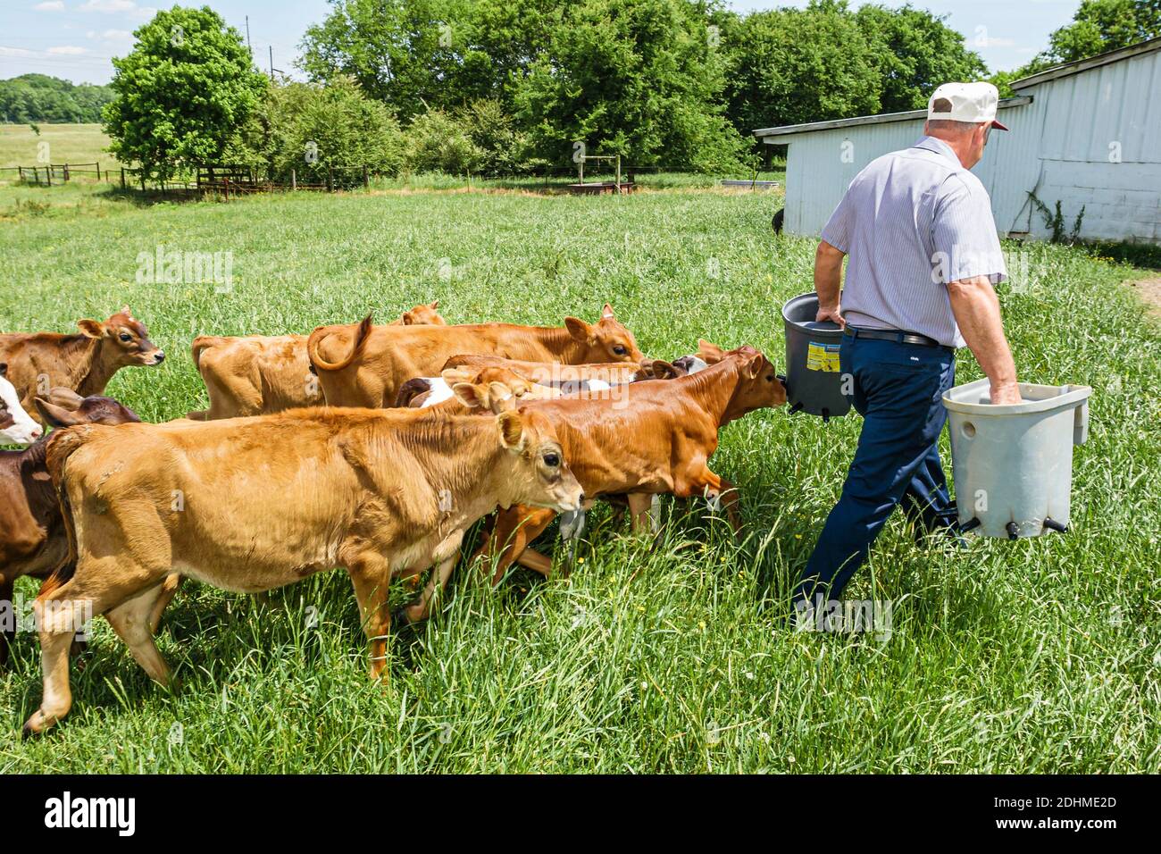 Alabama Alexandria Wright Dairy farm calves cows pasture,wholesale ...