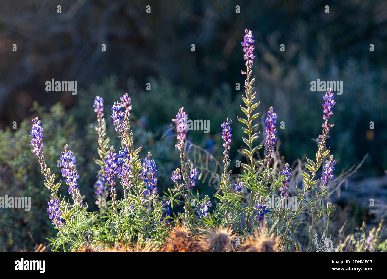 Desert lupines, (Lupinus sparsiflorus) in Pichaco Peak State Park ...