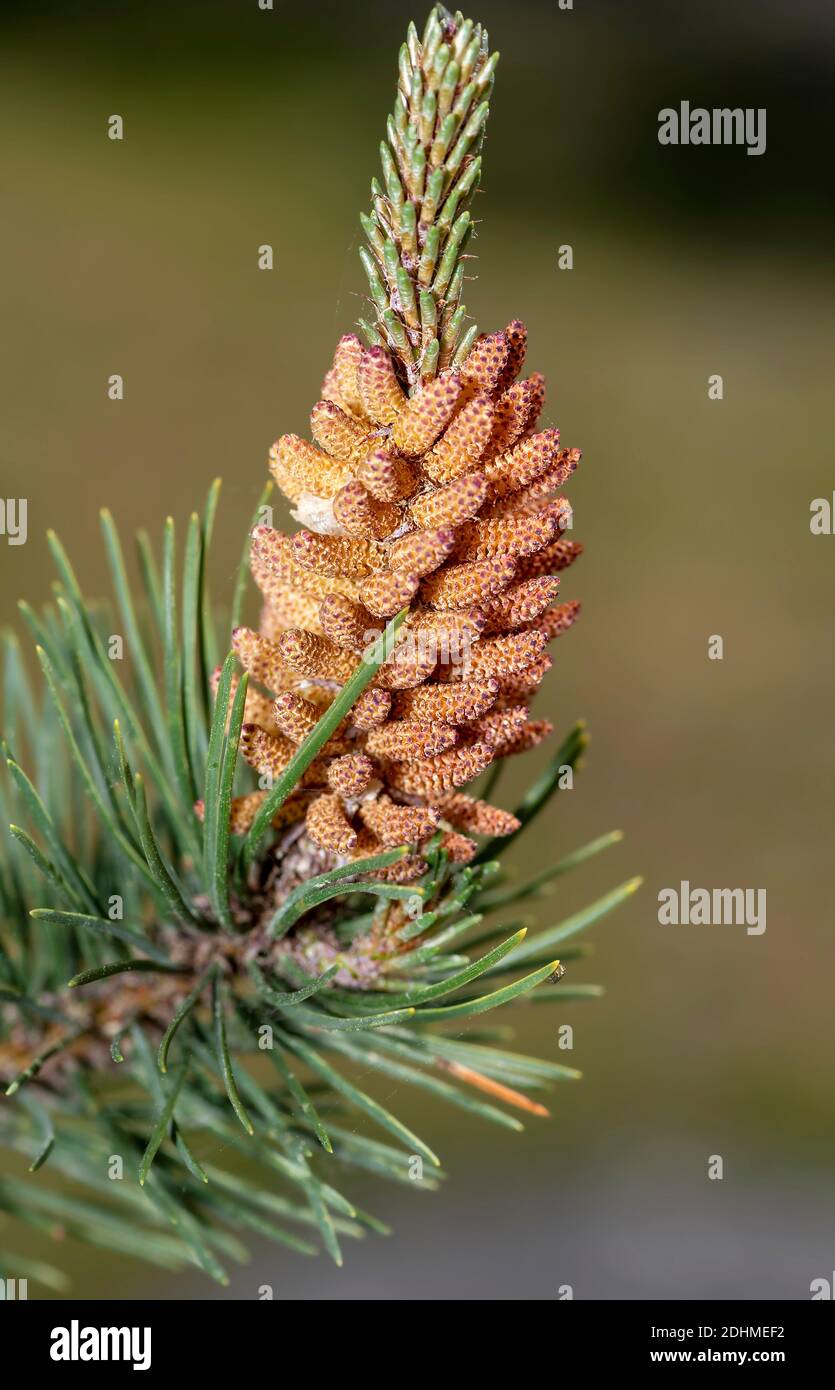 Male flowers of scots pine (Pinus sylvestris) from northern Denmark in ...