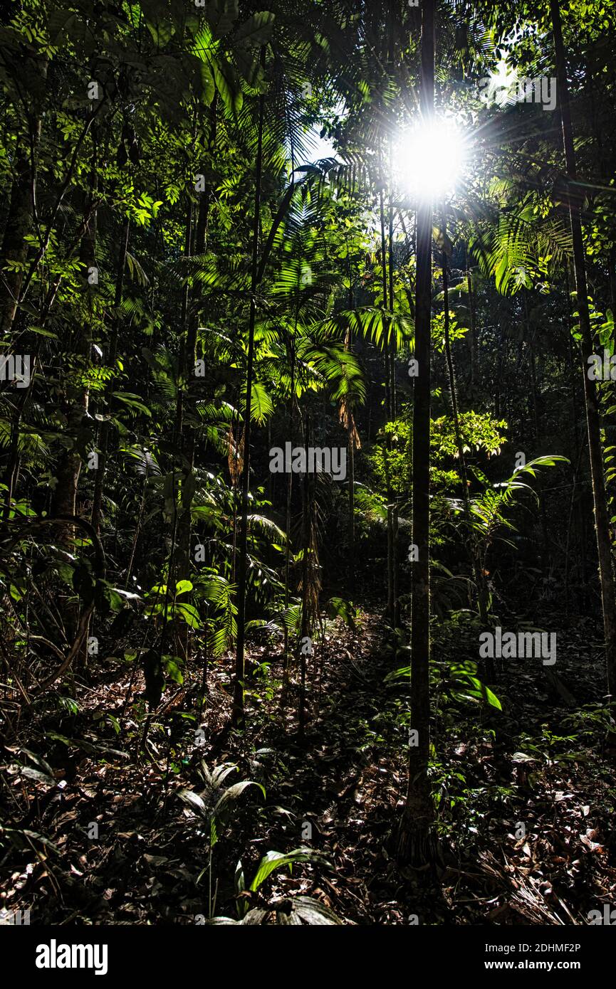 Amazon rainforest and forest floor hi-res stock photography and images ...