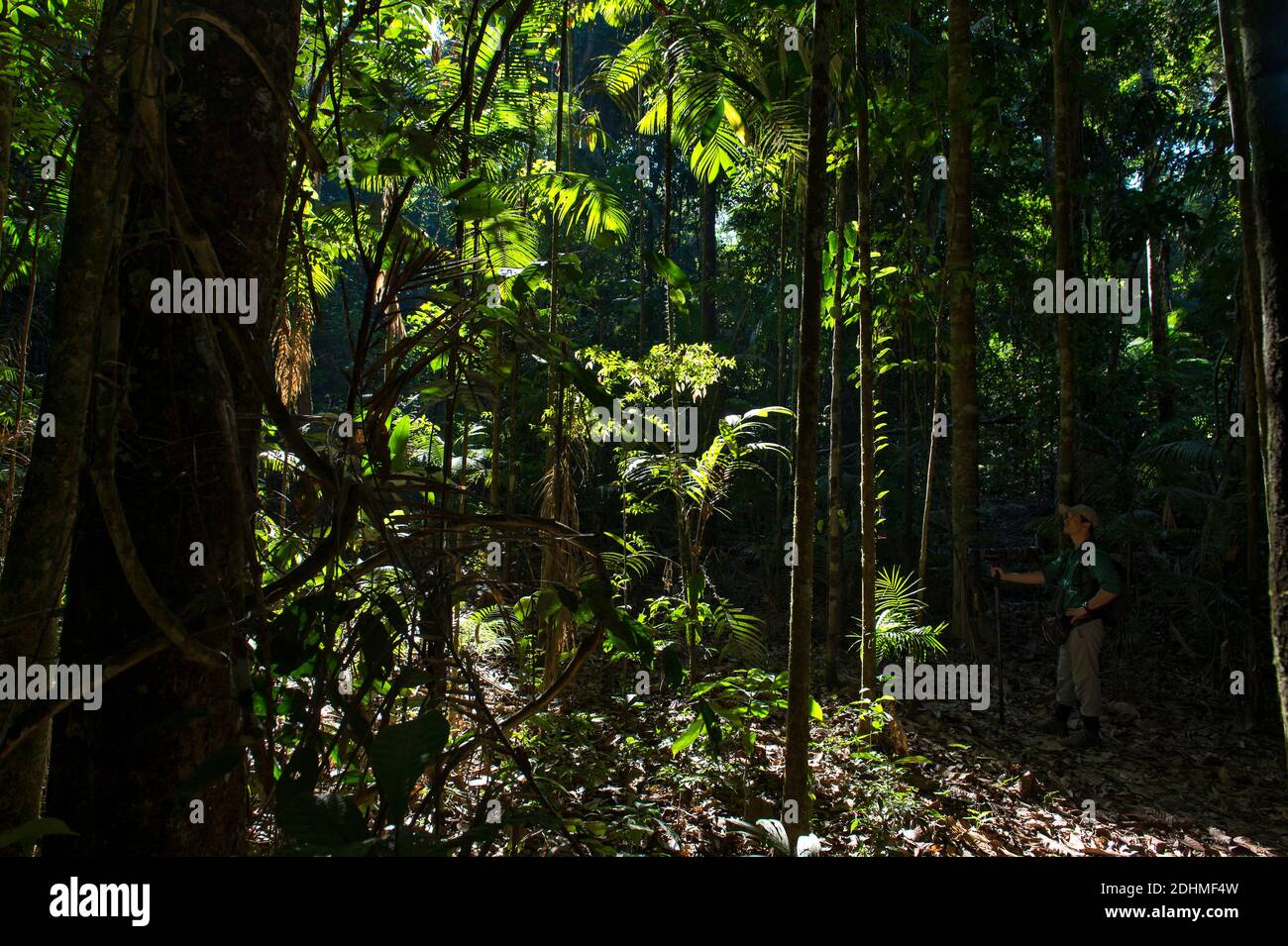 Into the Amazon rainforest Stock Photo - Alamy