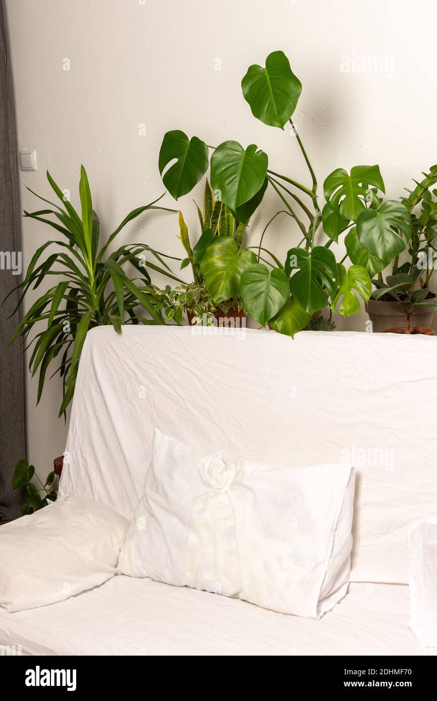 Green house plants behind the sofa, part of the interior, healthy space ...