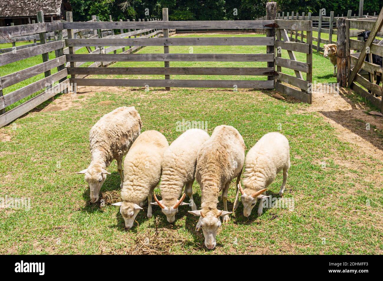 Alabama Dothan Landmark Park Living History Farm 1890's,sheep grazing ...