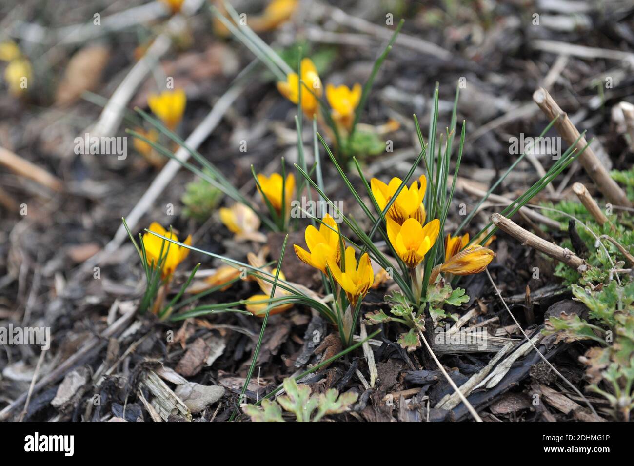 Crocus Chrysanthus Fuscotinctus High Resolution Stock Photography and ...