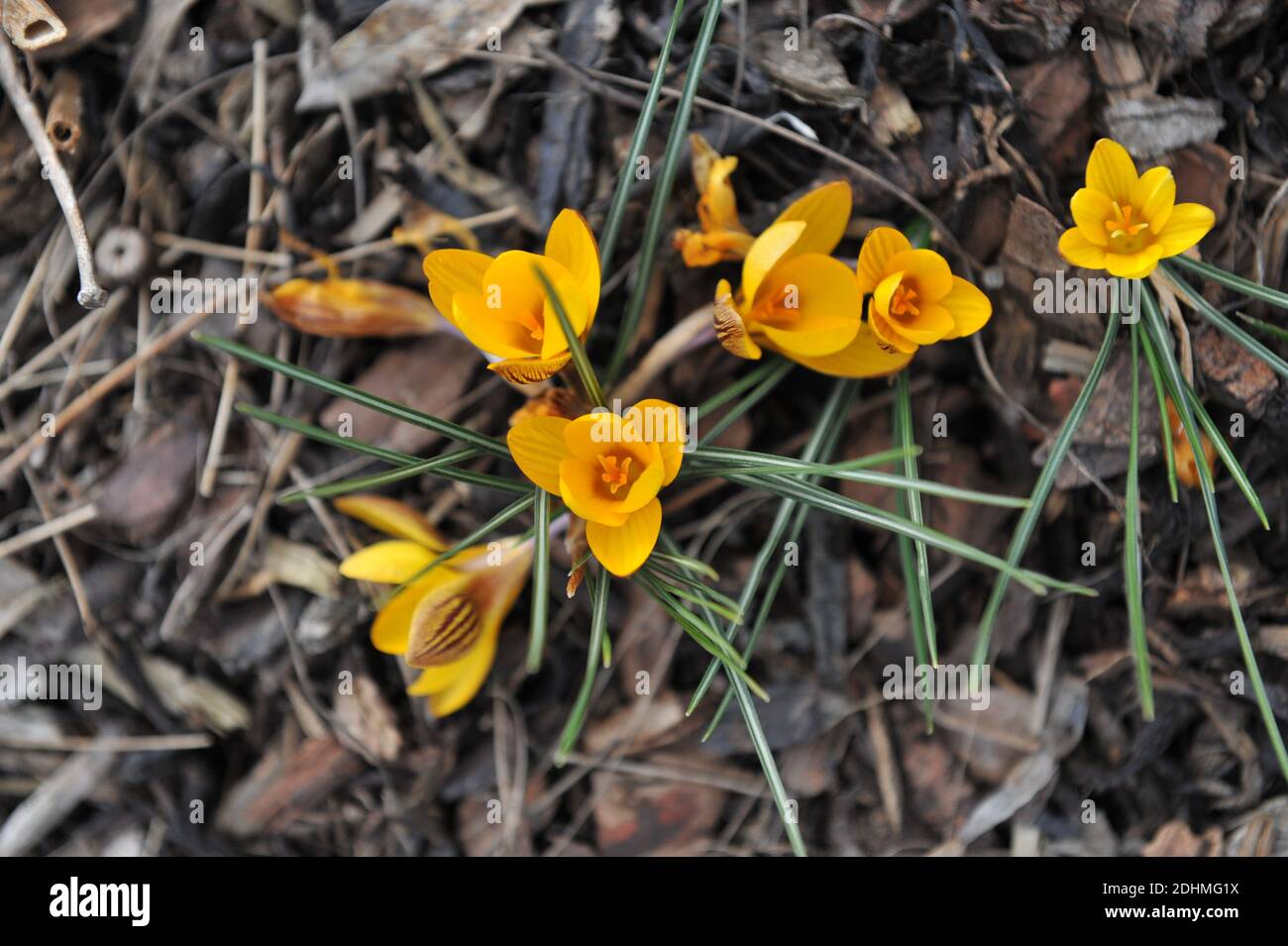 Crocus fuscotinctus hi-res stock photography and images - Alamy