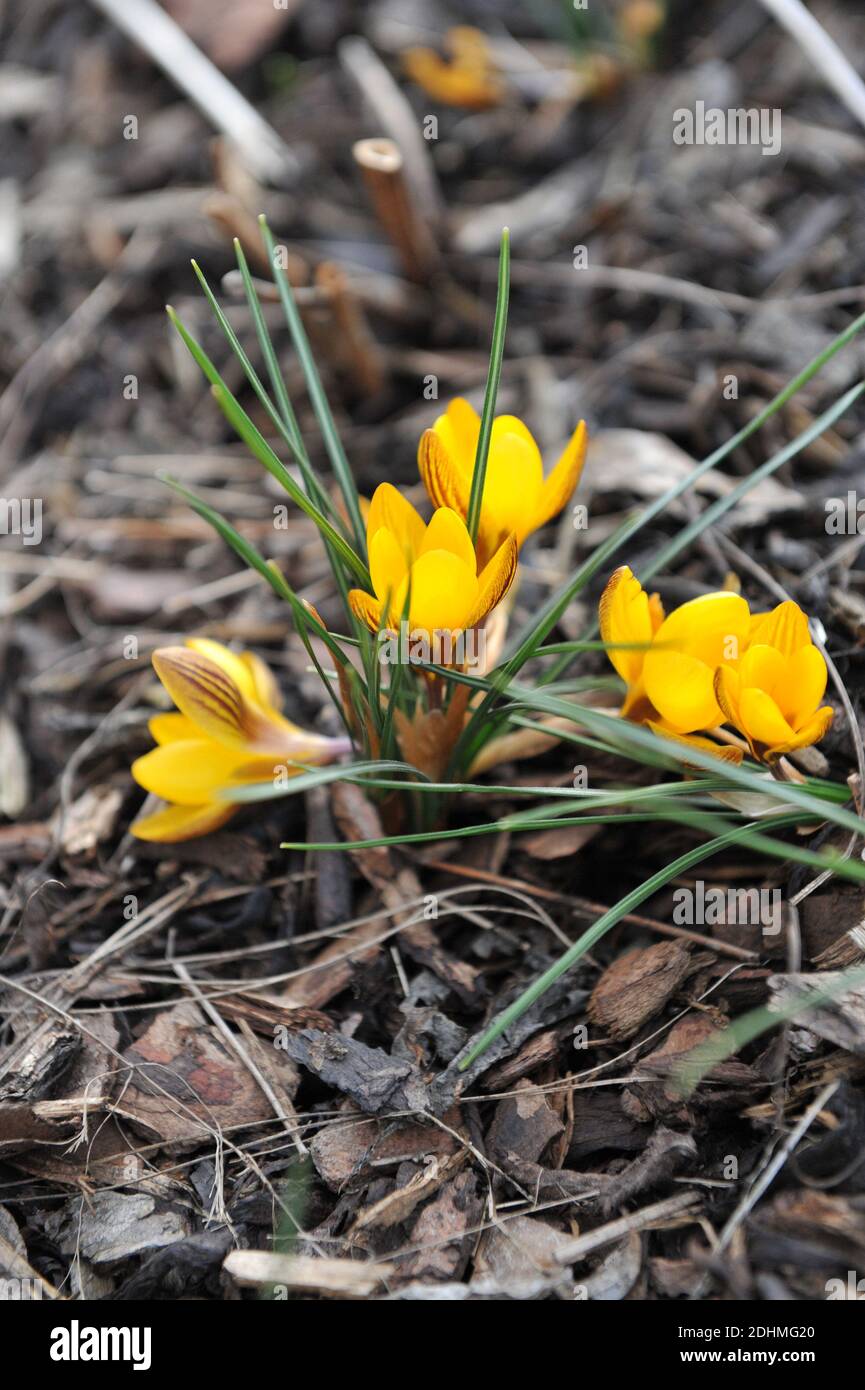 Crocus chrysanthus fuscotinctus hi-res stock photography and images - Alamy