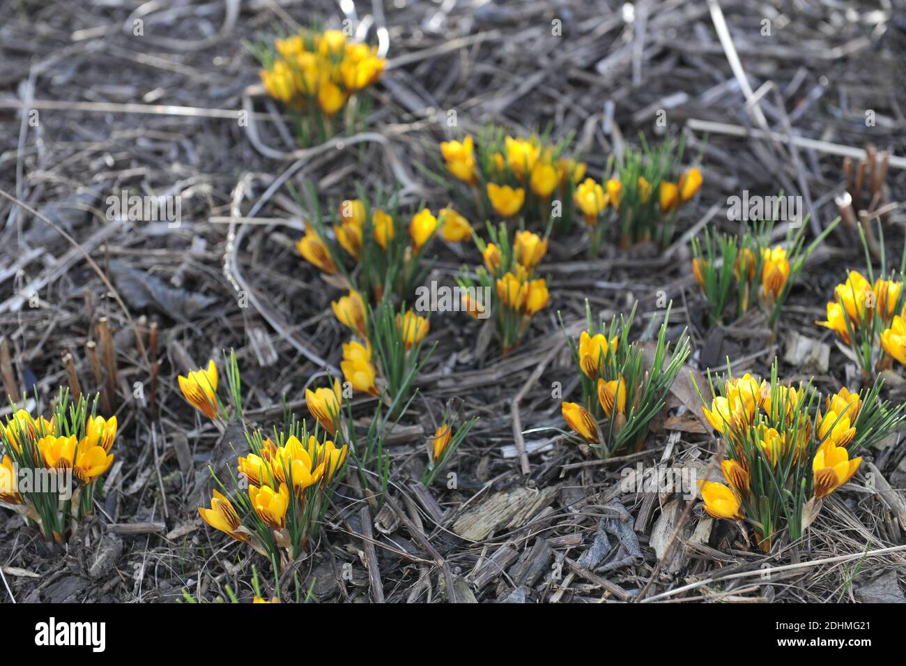 Crocus Chrysanthus Fuscotinctus High Resolution Stock Photography and ...
