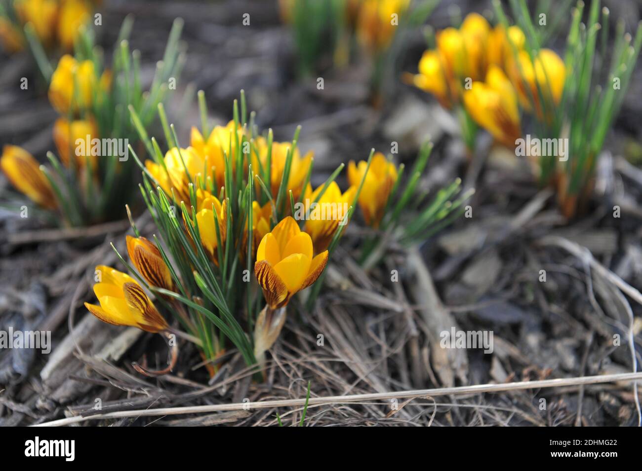Crocus Chrysanthus Fuscotinctus High Resolution Stock Photography and ...