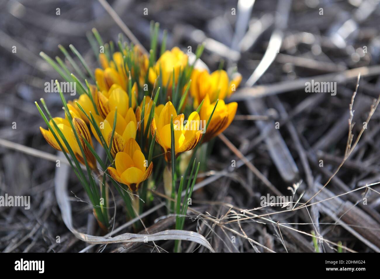 Crocus Chrysanthus Fuscotinctus High Resolution Stock Photography and ...