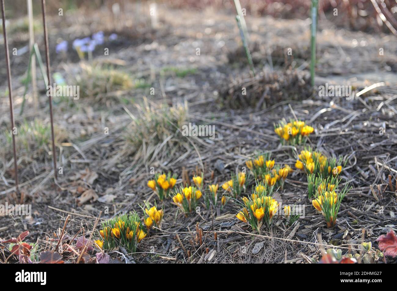 Crocus fuscotinctus hi-res stock photography and images - Alamy
