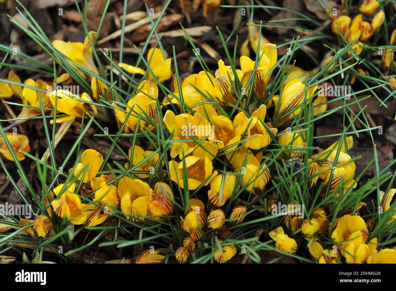 Crocus Chrysanthus Fuscotinctus High Resolution Stock Photography and ...