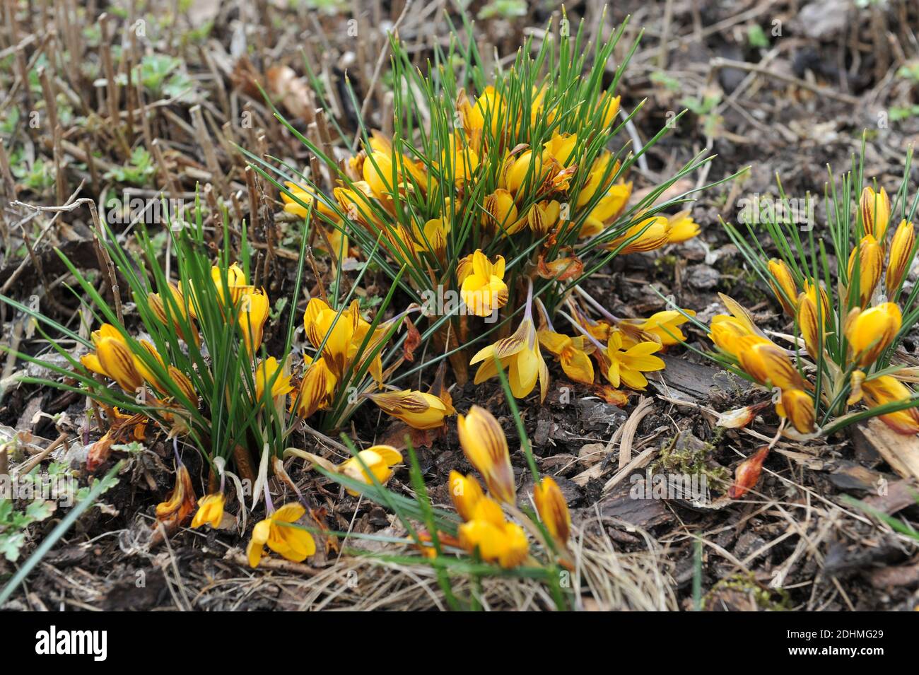 Crocus fuscotinctus hi-res stock photography and images - Alamy