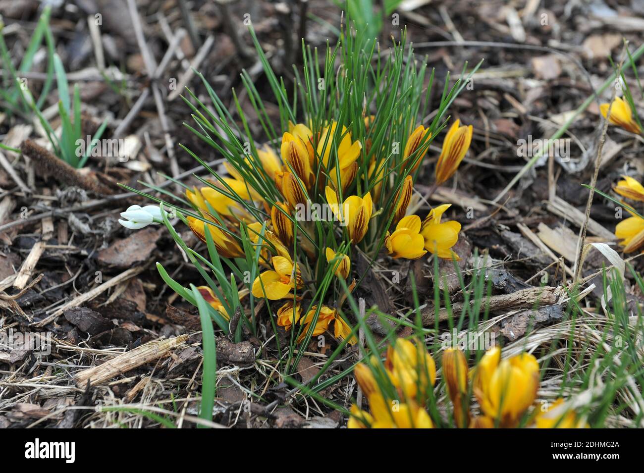 Crocus fuscotinctus hi-res stock photography and images - Alamy