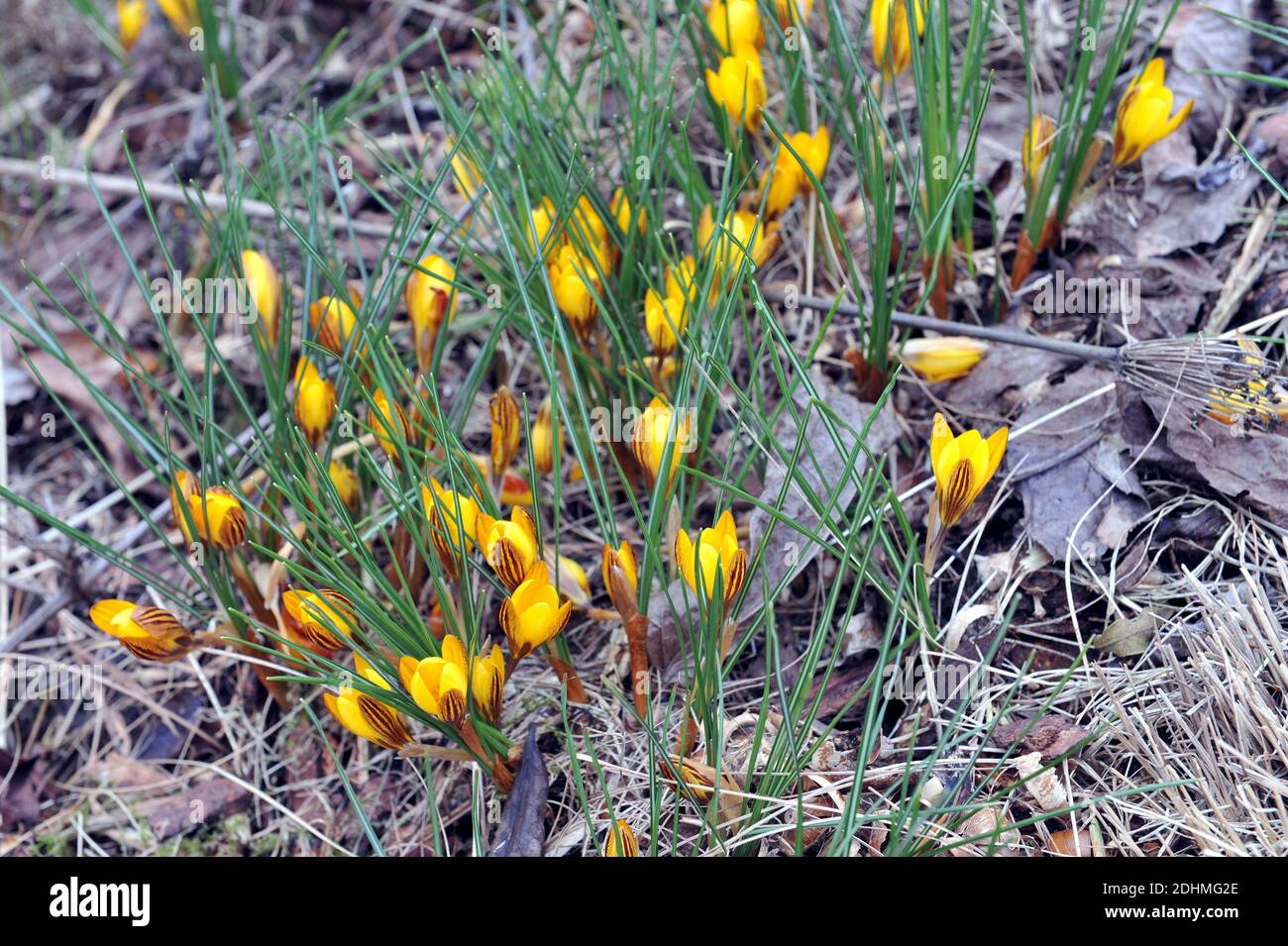 Crocus Chrysanthus Fuscotinctus High Resolution Stock Photography and ...