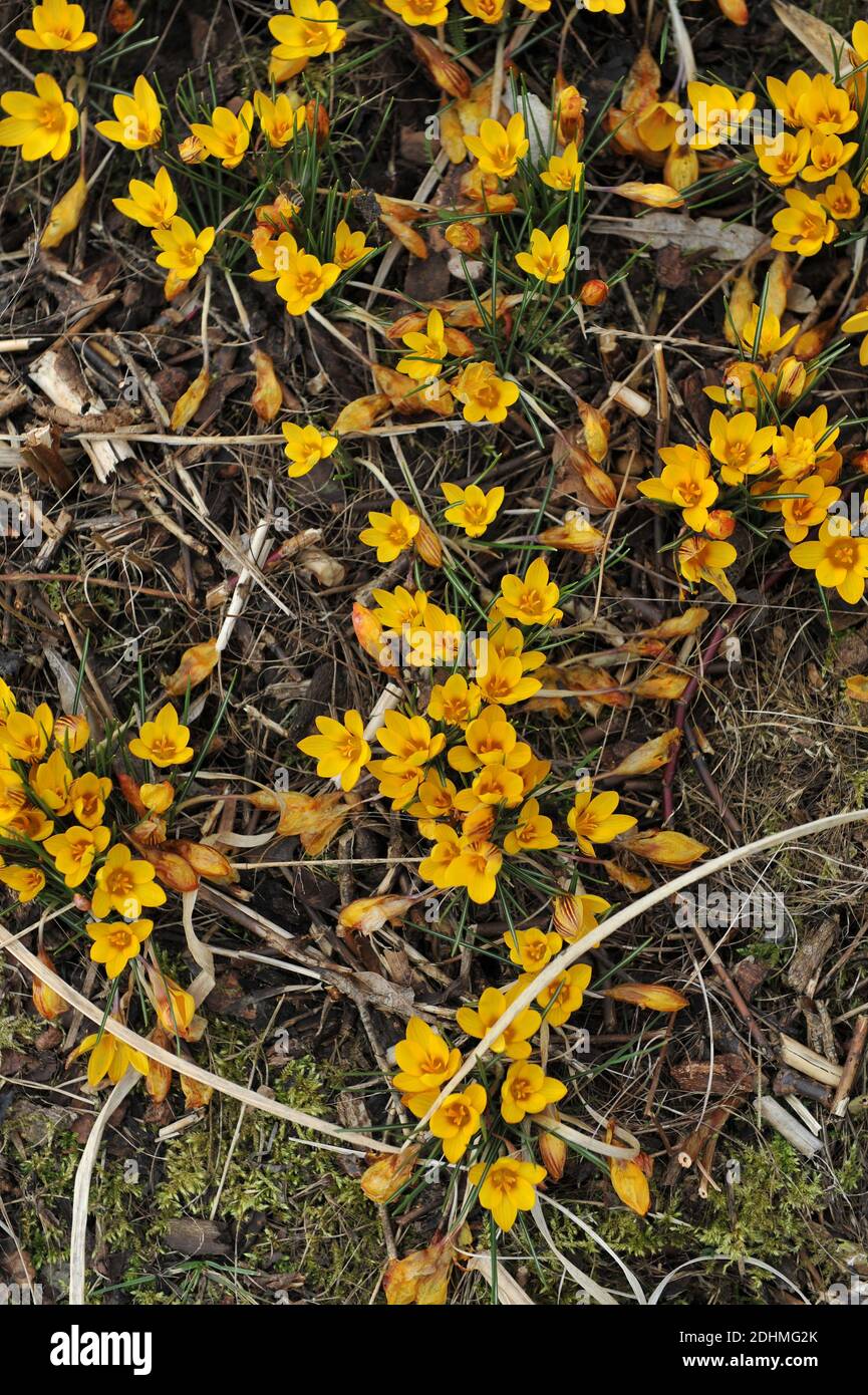 Crocus Chrysanthus Fuscotinctus High Resolution Stock Photography and ...