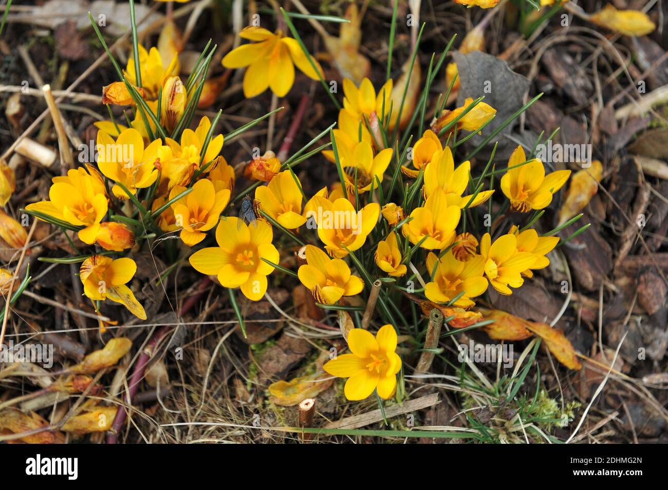 Golden crocus (Crocus chrysanthus) Fuscotinctus blooms in a garden in ...