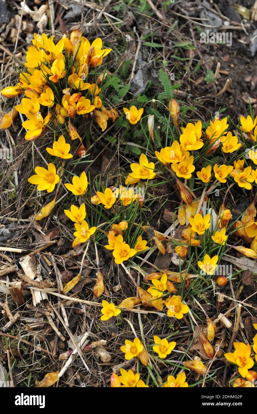 Crocus Chrysanthus Fuscotinctus High Resolution Stock Photography and ...