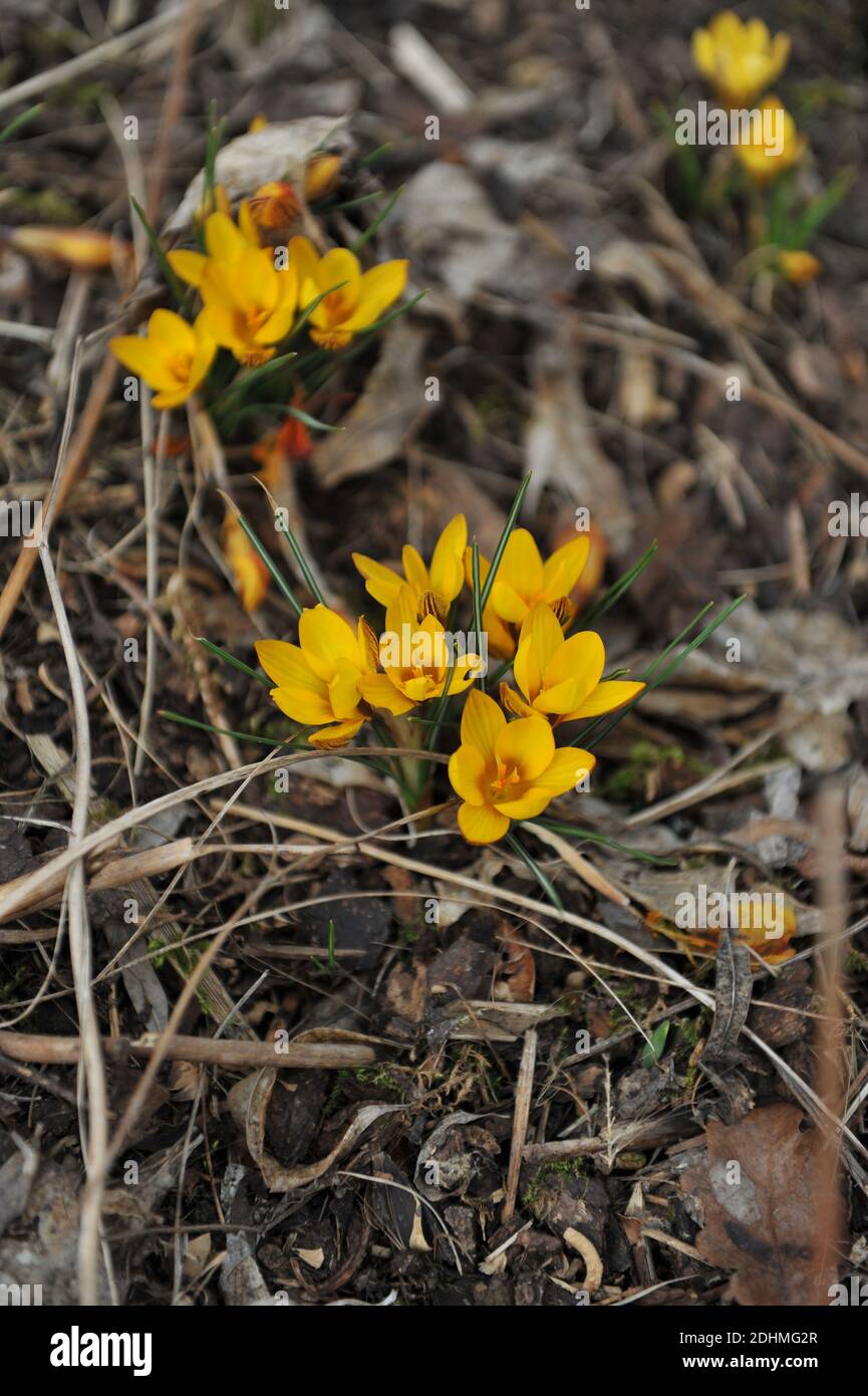 Crocus fuscotinctus hi-res stock photography and images - Alamy