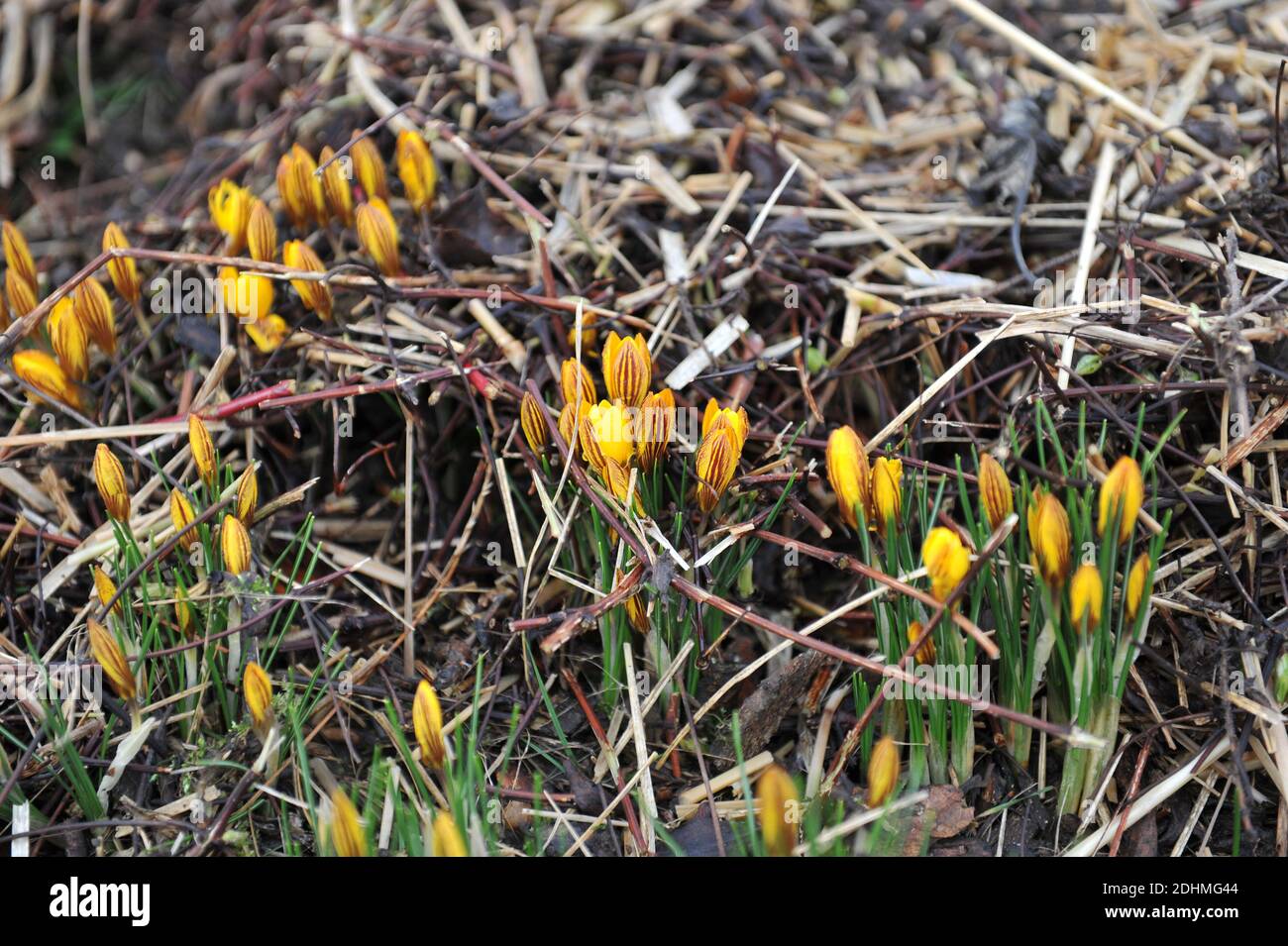 Crocus fuscotinctus hi-res stock photography and images - Alamy