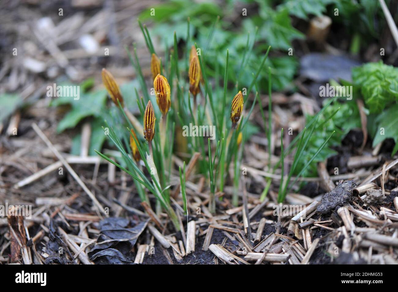 Crocus chrysanthus fuscotinctus hi-res stock photography and images - Alamy