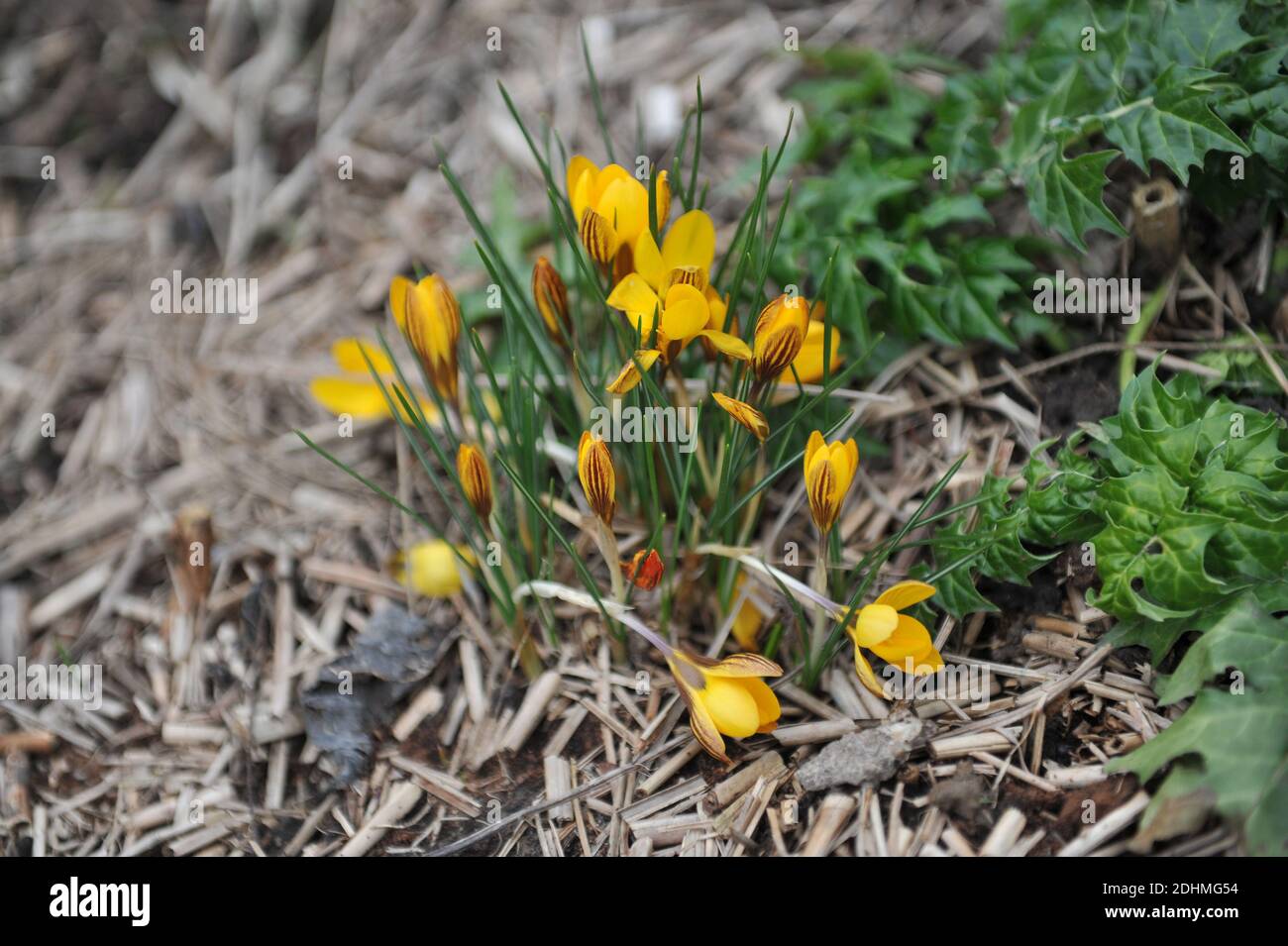 Crocus fuscotinctus hi-res stock photography and images - Alamy