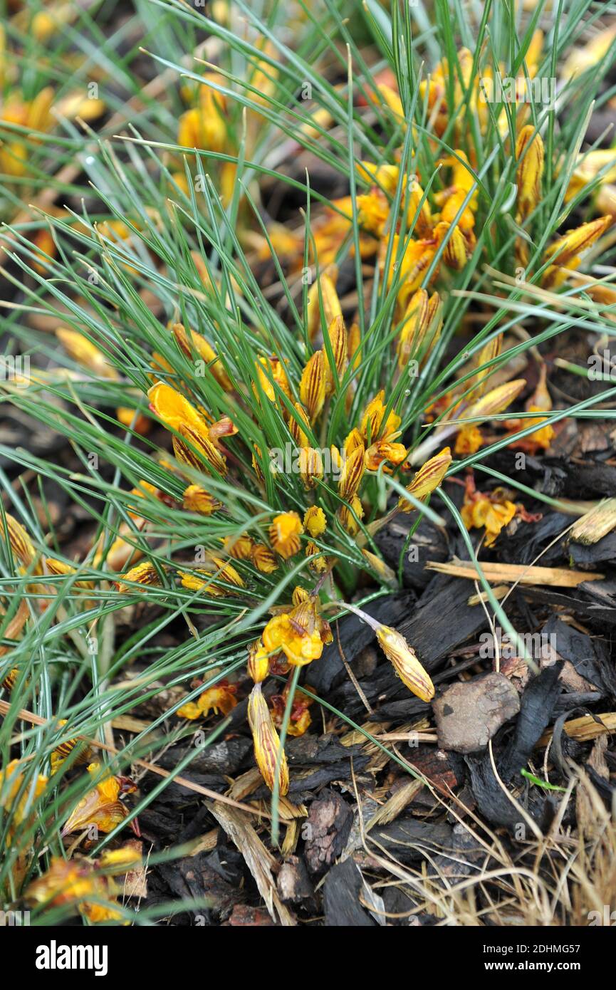 Crocus chrysanthus fuscotinctus hi-res stock photography and images - Alamy