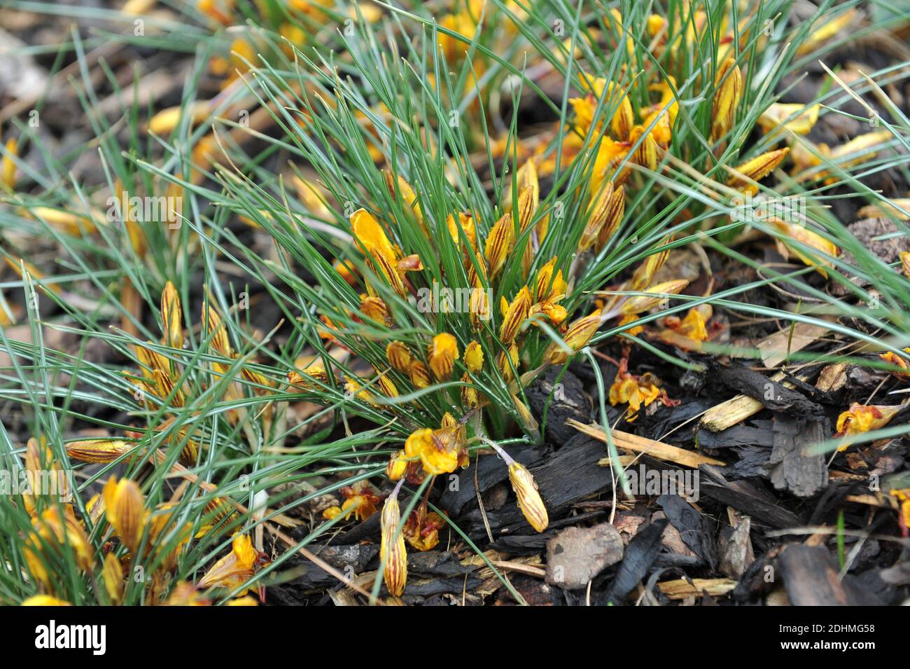 Crocus Chrysanthus Fuscotinctus High Resolution Stock Photography and ...
