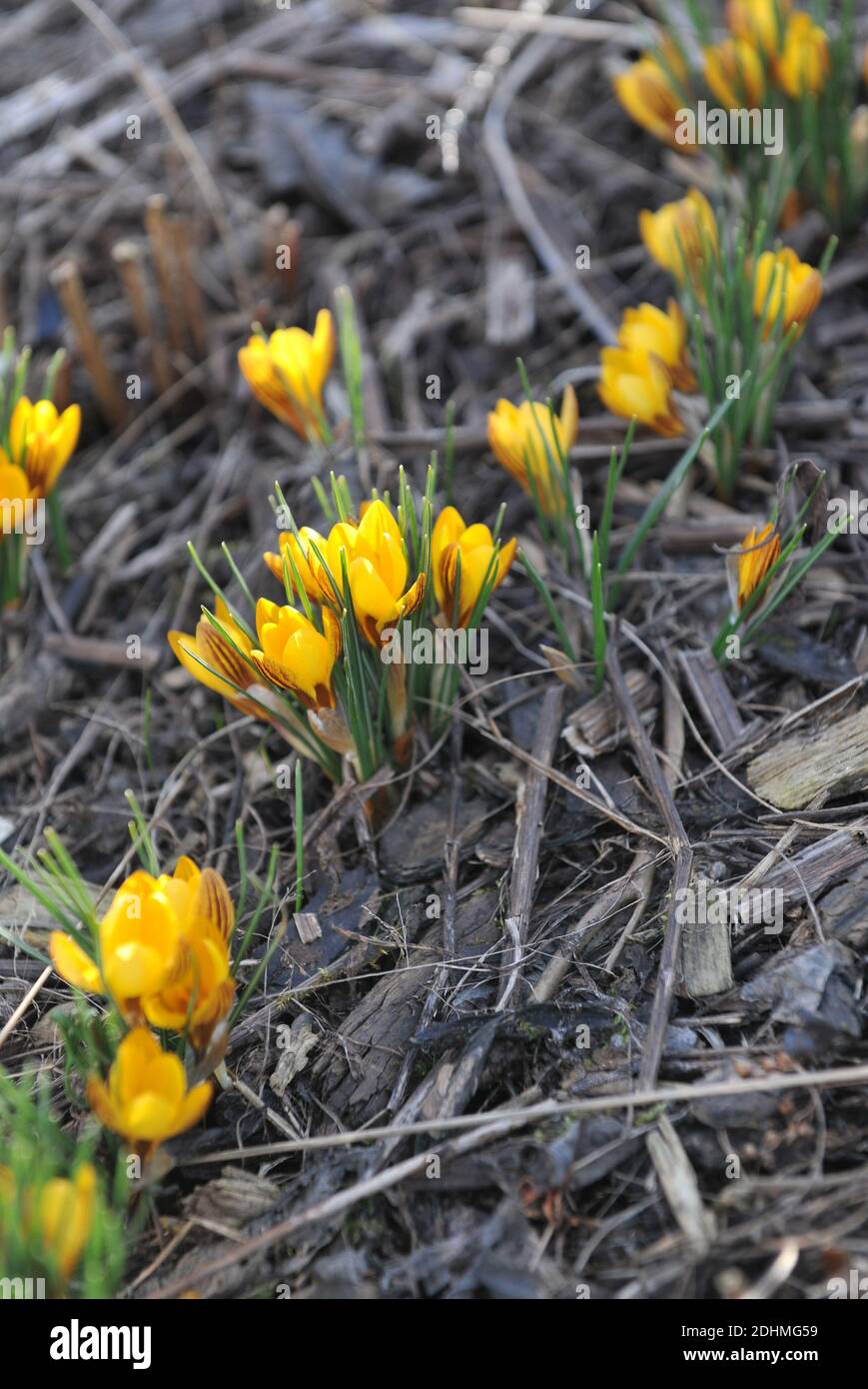 Crocus chrysanthus fuscotinctus hi-res stock photography and images - Alamy