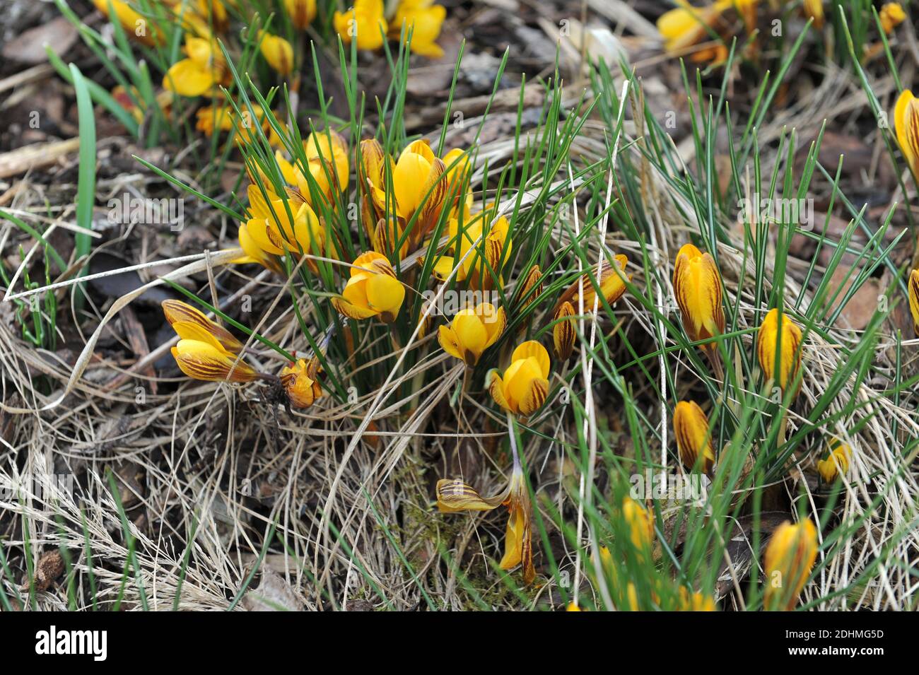 Crocus fuscotinctus hi-res stock photography and images - Alamy