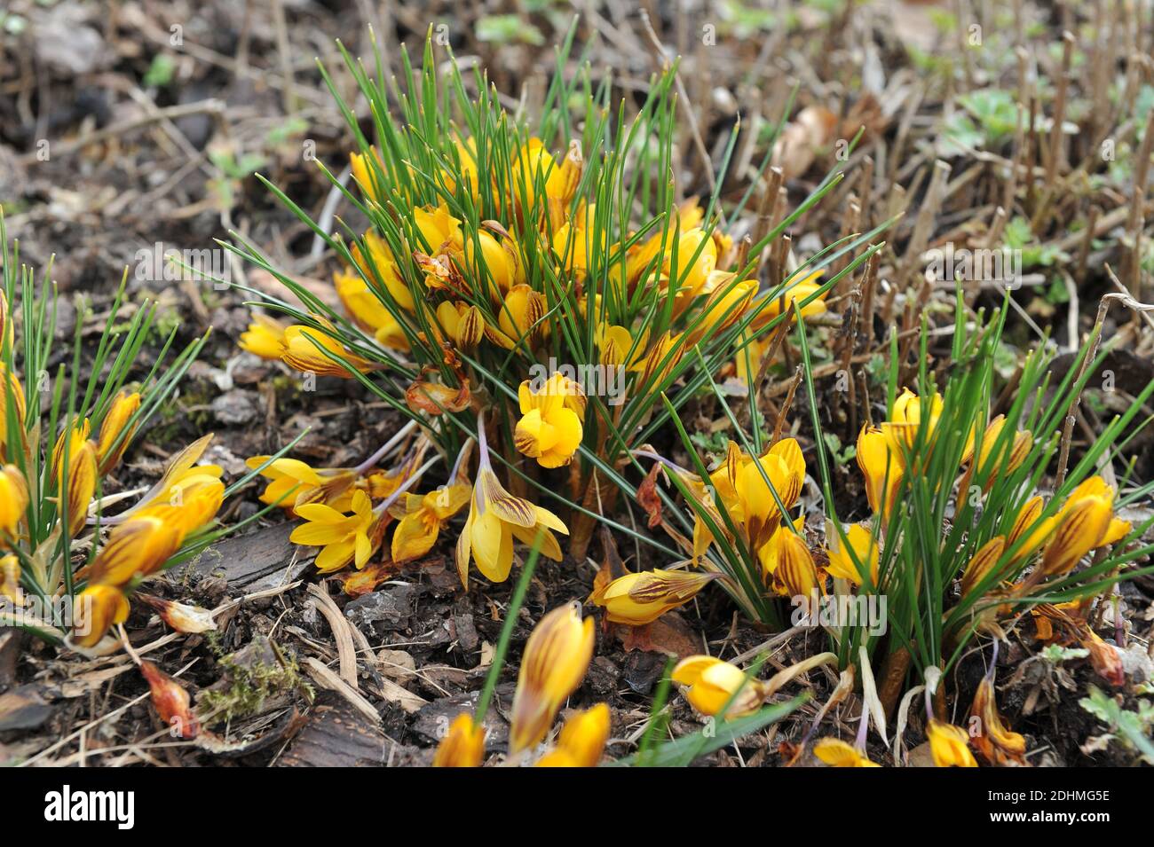 Crocus Chrysanthus Fuscotinctus High Resolution Stock Photography and ...