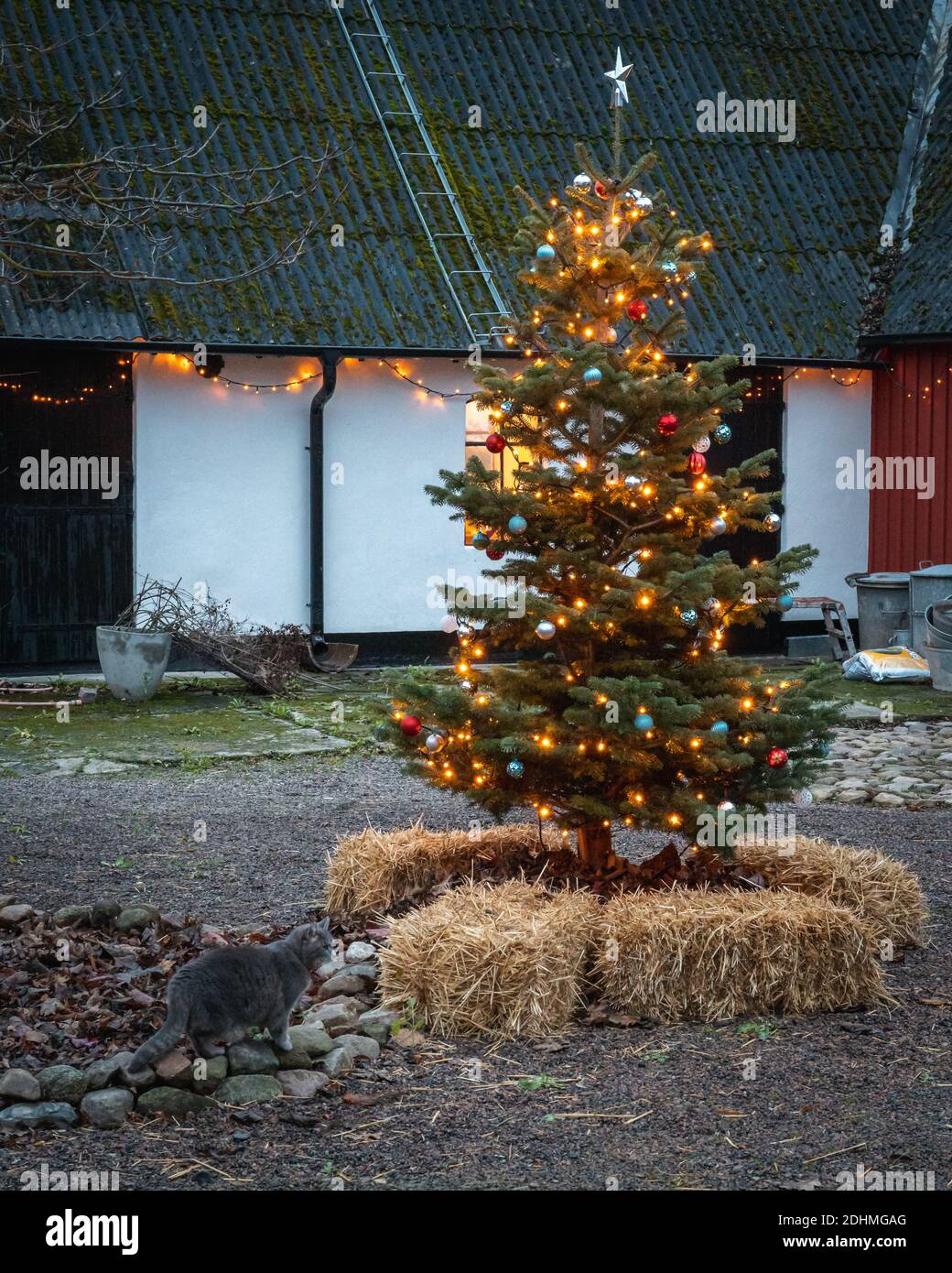 Christmas tree in rural farm setting with cat walking by Stock Photo ...