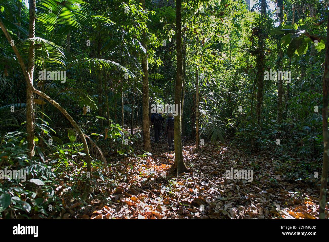 Walking the Amazon rainforest Stock Photo - Alamy