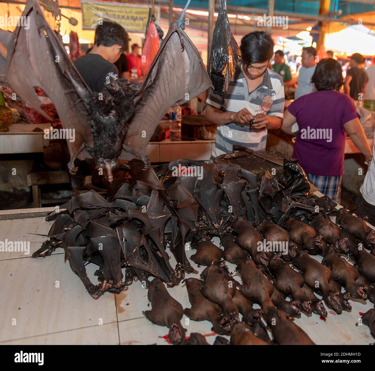 Flying foxes (bats) for sale at Tomohon extreme market, Minahasha ...