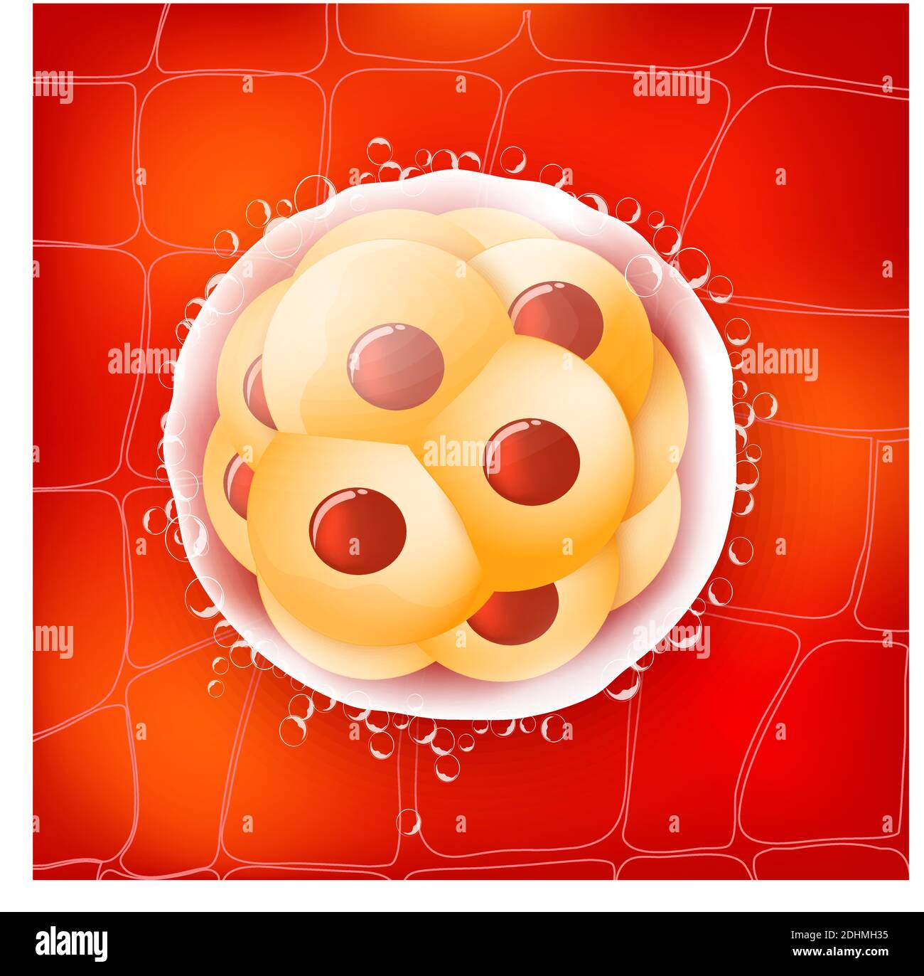 morula is an embryo consisting of 16 cells in a solid ball contained ...