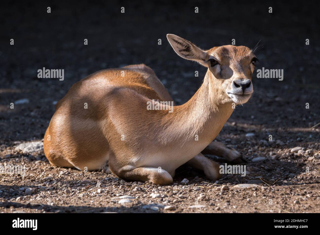 Blackbuck antilope cervicapra indian antelope female lying on the ...