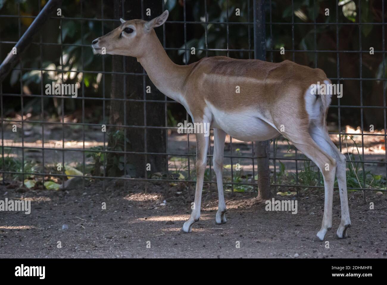 Blackbuck antilope cervicapra indian antelope female standing near a ...