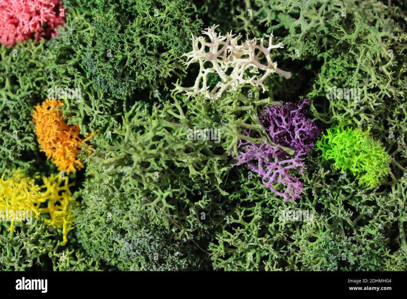 Stabilized moss hi-res stock photography and images - Alamy