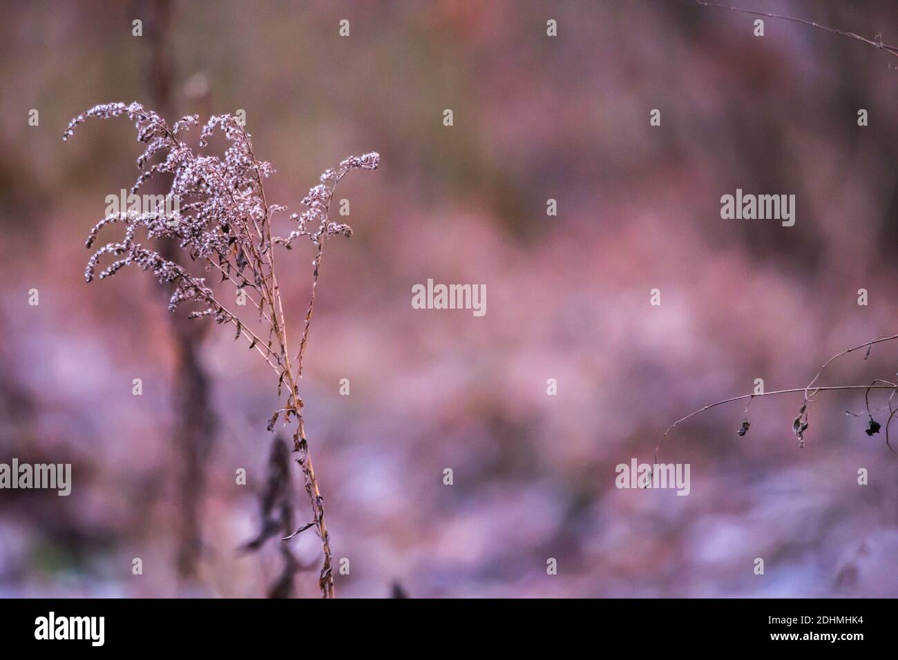 Dry and damaged plant Calluna Vulgaris with weathered colors Stock ...