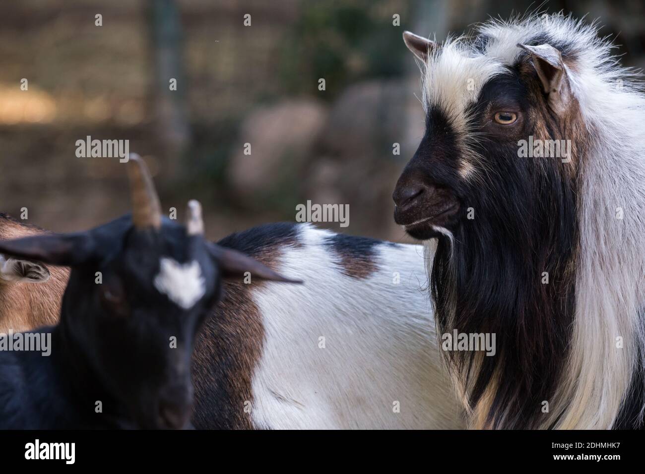 Domestic Goat with long hair Capra aegagrus hircus near other goats ...