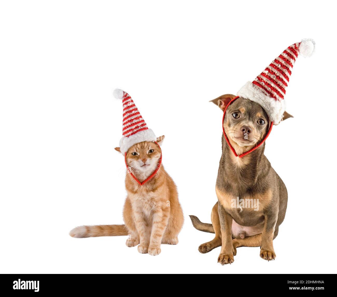 Santa dog. Dear Santa. Santa cat. Letter to Santa Claus. Santa Claus ...