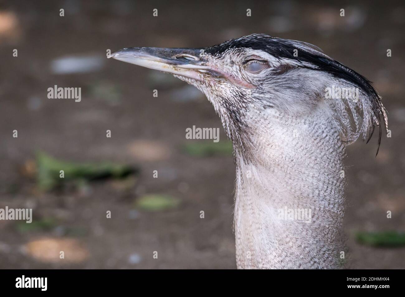 Kori Bustard Ardeotis Kori with white eye face close up Stock Photo - Alamy
