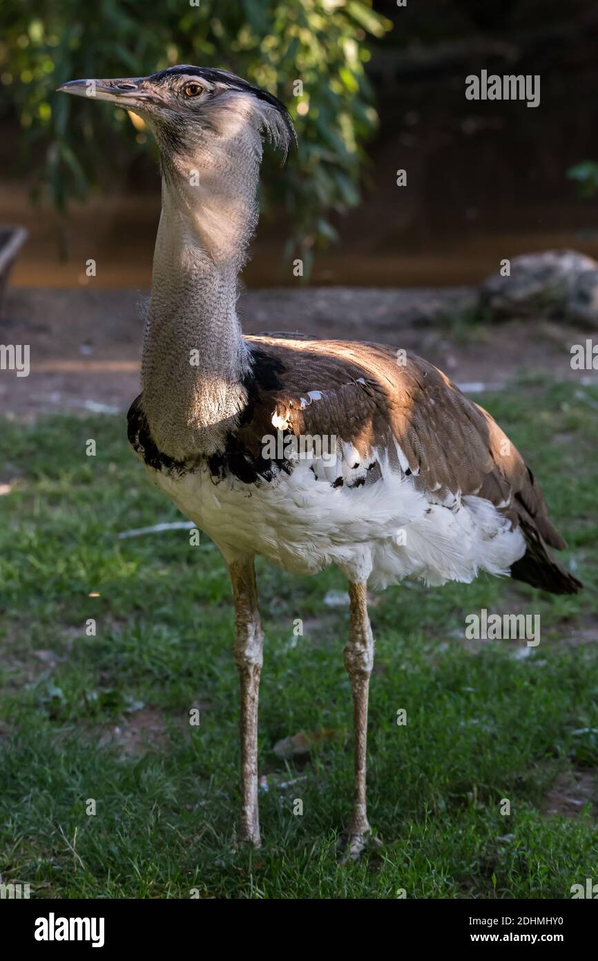 Giant bustard hi-res stock photography and images - Alamy