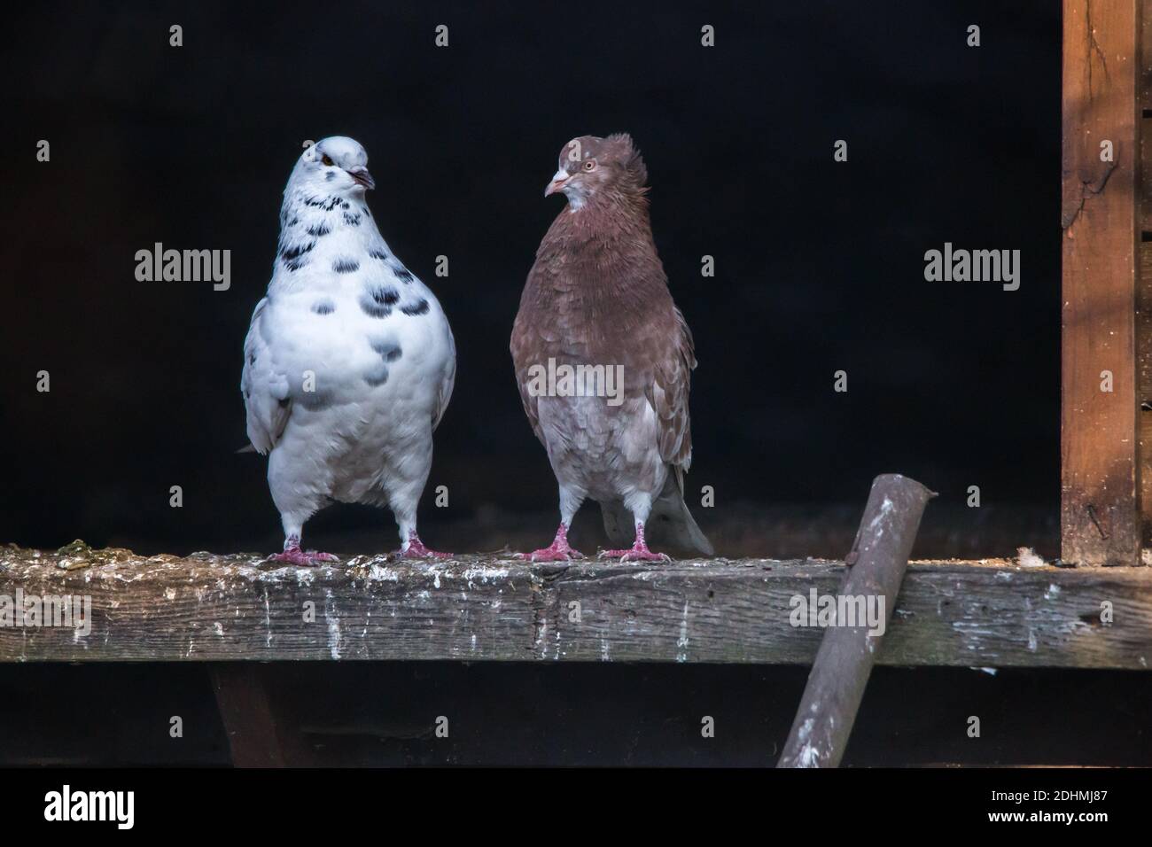 Runt Pigeon